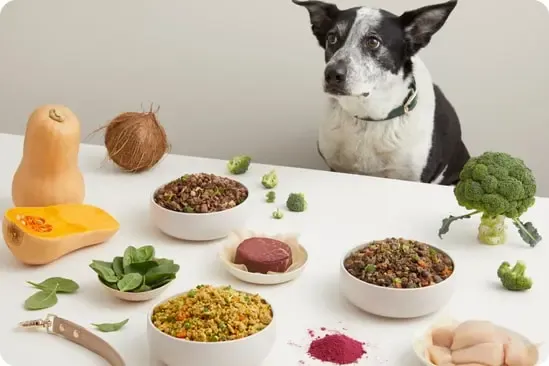 Life-changing dog food | Lyka Pet Food