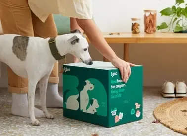 Life-changing dog food | Lyka Pet Food