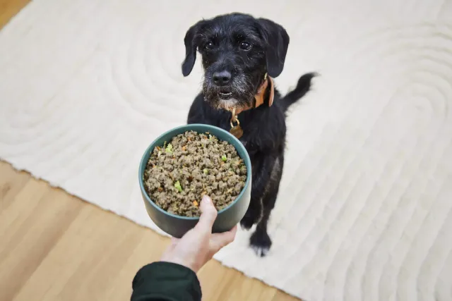 Life-changing dog food | Lyka Pet Food