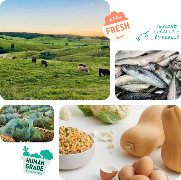 Fresh Dog Food Meals | Lyka's Healthy Recipes For Your Pup | Lyka Pet Food