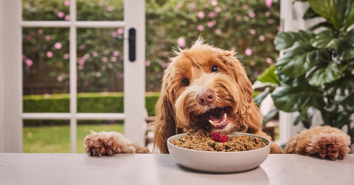 Vet-reviewed Nutrition Resources for Dogs & Puppies | Lyka Blog